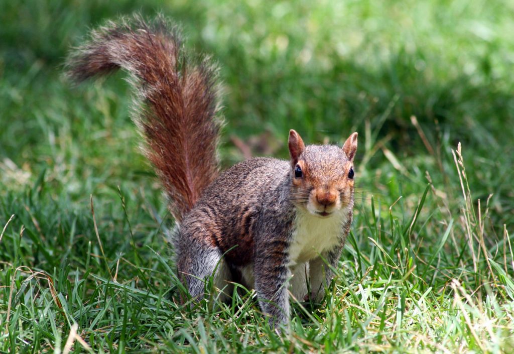 Squirrel Archives - Page 3 of 4 - Nicko Margolies