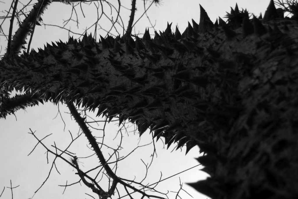 Thorn Tree - Nicko Margolies