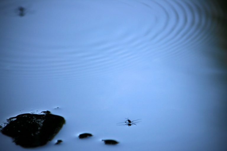 Surface Tension Bugs (Gerridae) - Nicko Margolies
