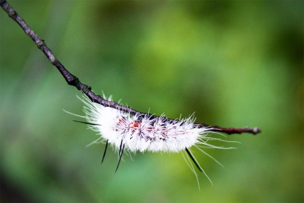 Spiky Caterpillar - Nicko Margolies