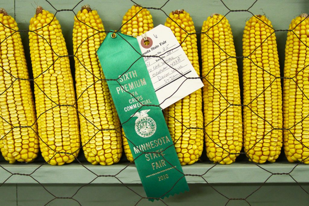 Prize Winning Corn - Nicko Margolies