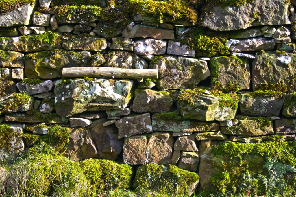 Mossy Wall - Nicko Margolies