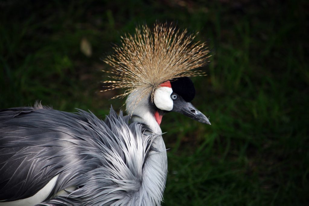Interesting Bird Plumage - Nicko Margolies