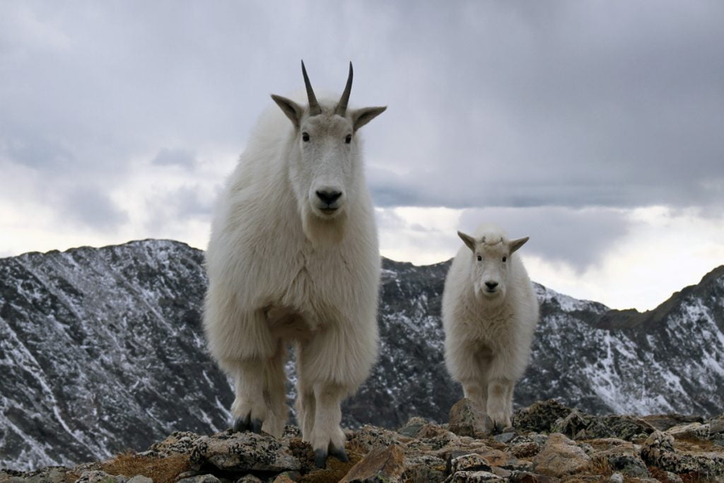 Mountain Goat Family Approaches - Nicko Margolies