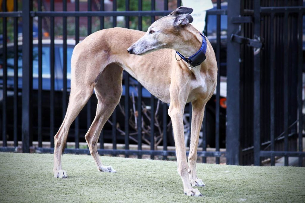 Greyhound Looking Back - Nicko Margolies