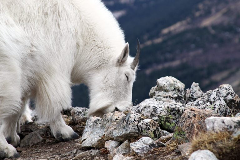 Mountain Goat Enjoying a Rock Lick - Nicko Margolies