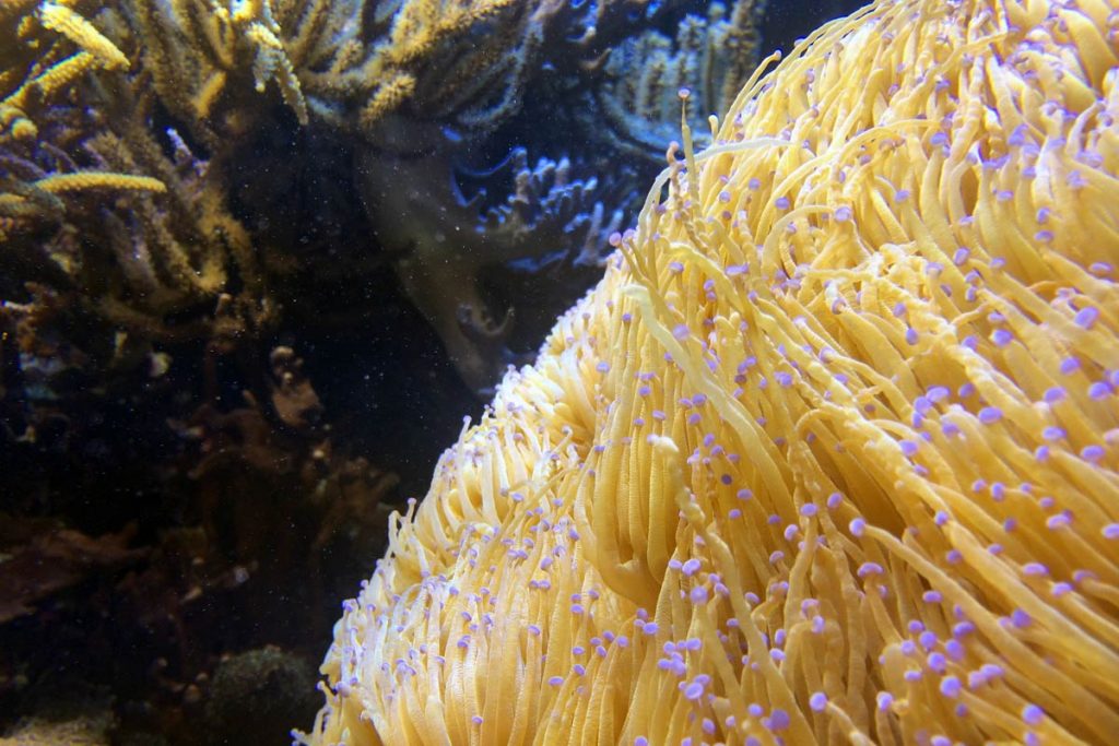 Anemones, Polyps and Coral at the Invertebrates House - Nicko Margolies