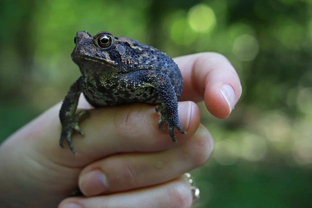 Holding a Toad - Nicko Margolies