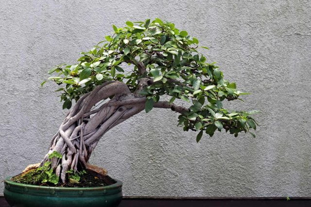 Bonsai Tree — Natal Fig, Ficus natalensis - Nicko Margolies